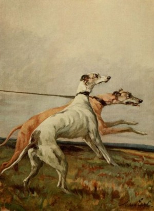 The First Greyhounds to Touch Australia