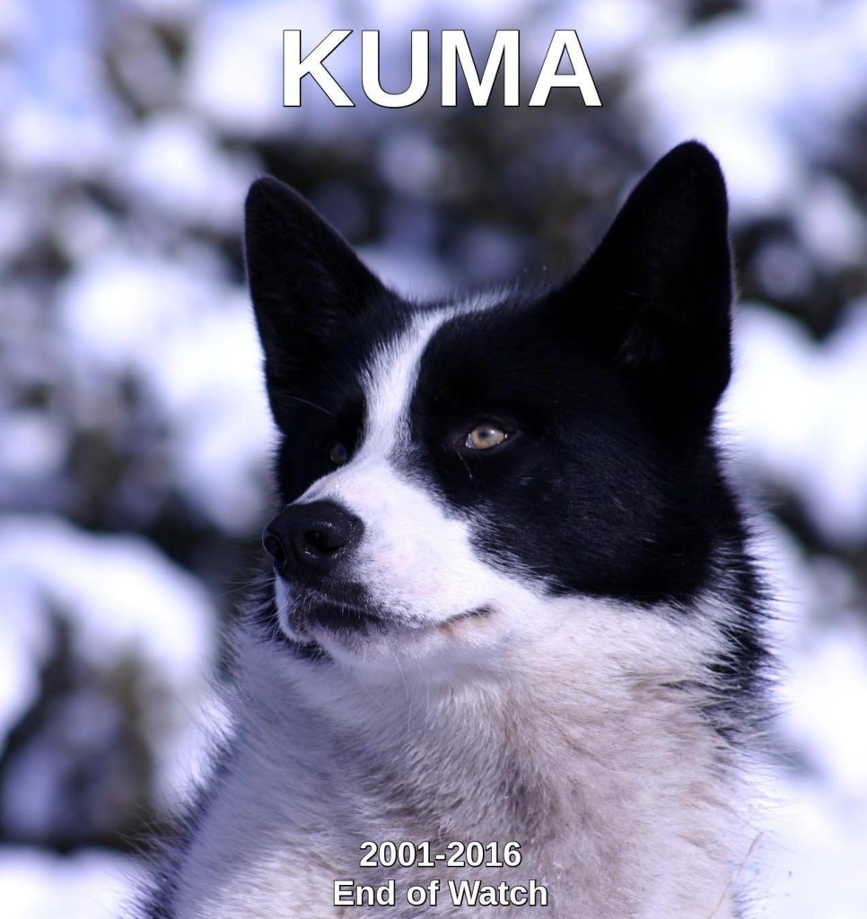 Kuma, the Karelian Bear Dog