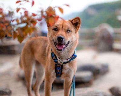 The Korean Jindo Dog