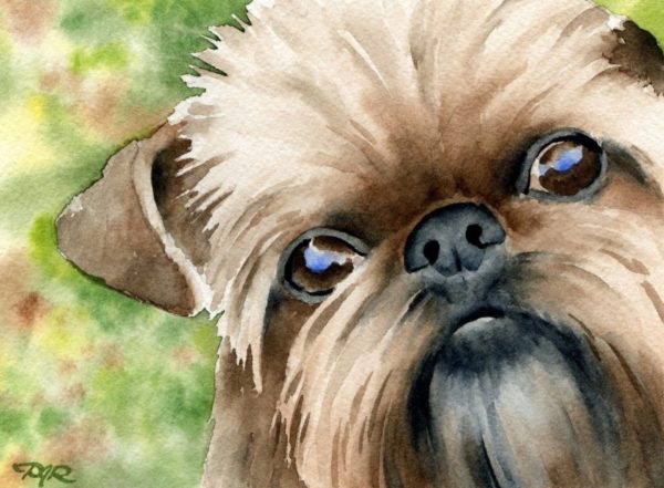 "Verdell" the Brussels Griffon