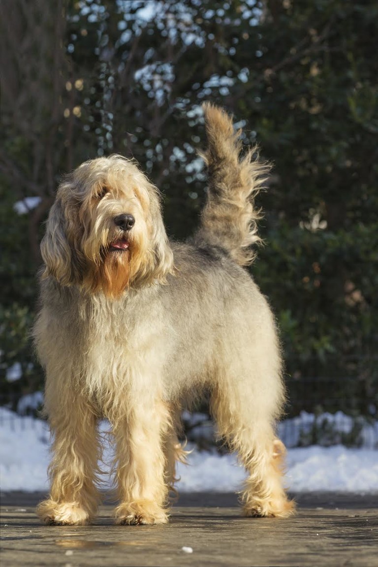 The Endangered Otterhound