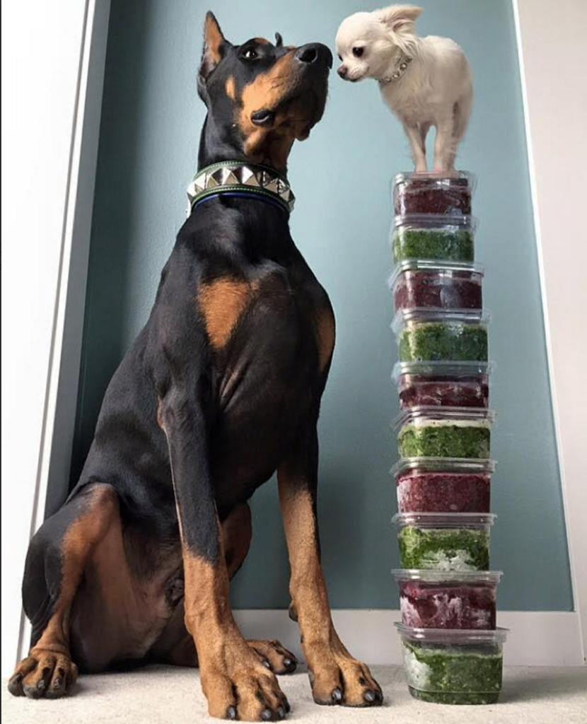 Mixed Breeds Healthier