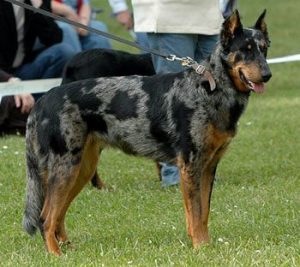 What Two #AKC Breeds Can Be Harlequins?