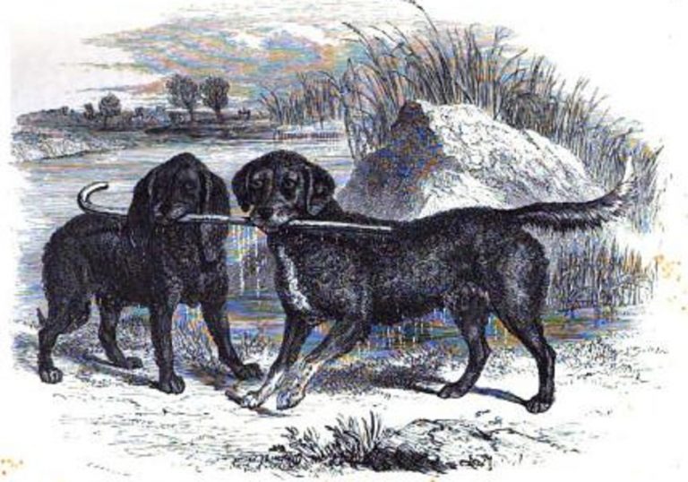 The Foure-footed Beastes You Know as the Irish Water Spaniel