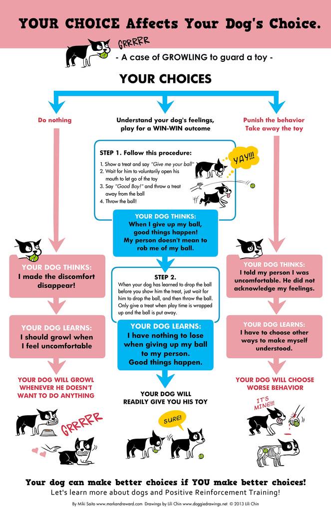 Your Choice Affects Your Dog's Choice