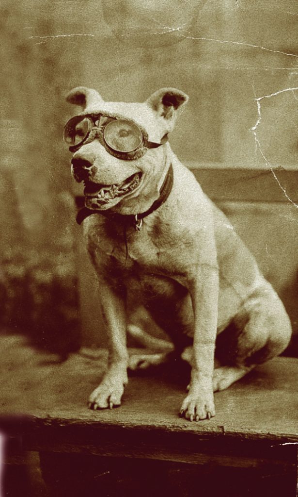 The First Dog to Drive Across America