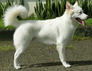 Bali's Only Official Dog Breed