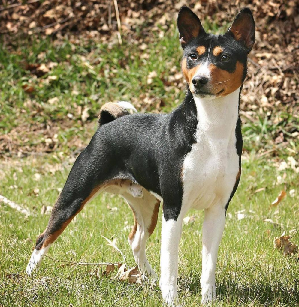 Name this Puppy's Breed!