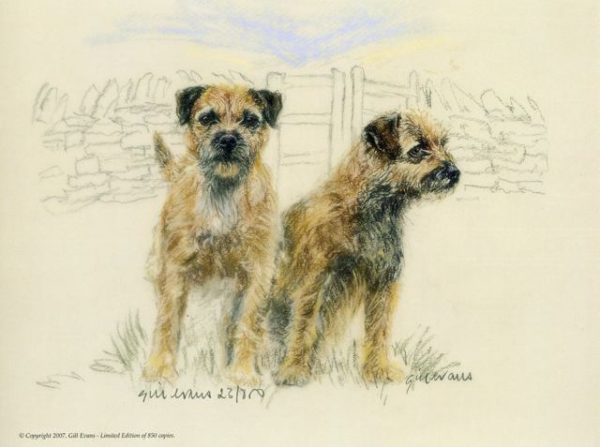 The Breed with a "Pelt"