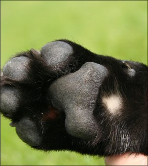 Bolos: Does Your Lab Have Them?