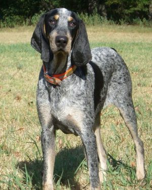 The French and Their Hounds