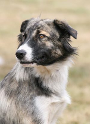 Dog of the Berbers