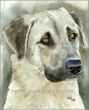 A Snippet of Kangal Dog History