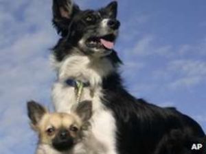 Nancy, the Sheep Herding Chihuahua