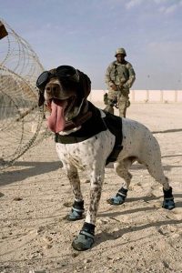 Bomb Sniffing German Shorthaired Pointers