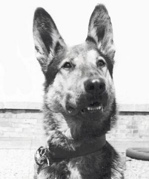 "Dale," Canada's First Police Dog