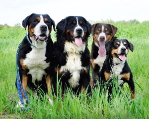 Switzerland's Four Mountain Dog Breeds: Which is Which?