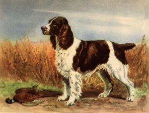 A Snippet of English Springer Spaniel History