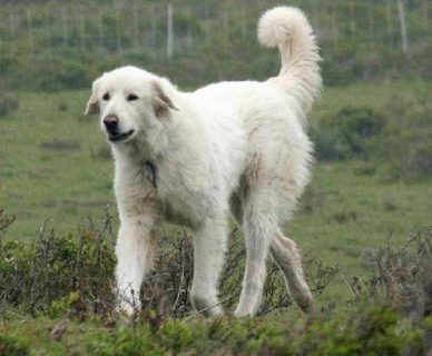 The Bakharwal: A Breed to Protect