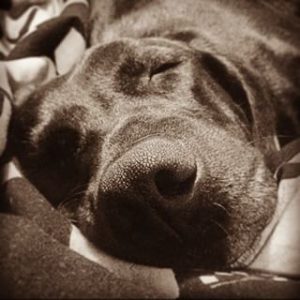 North Carolina's State Dog