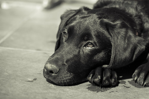 Black Lab With White Chest