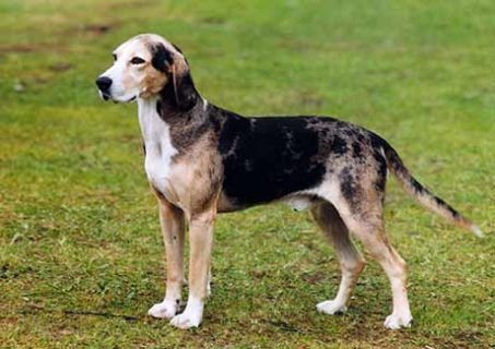 The Dunker: Exceptional Scenthound, and Special For One More Reason