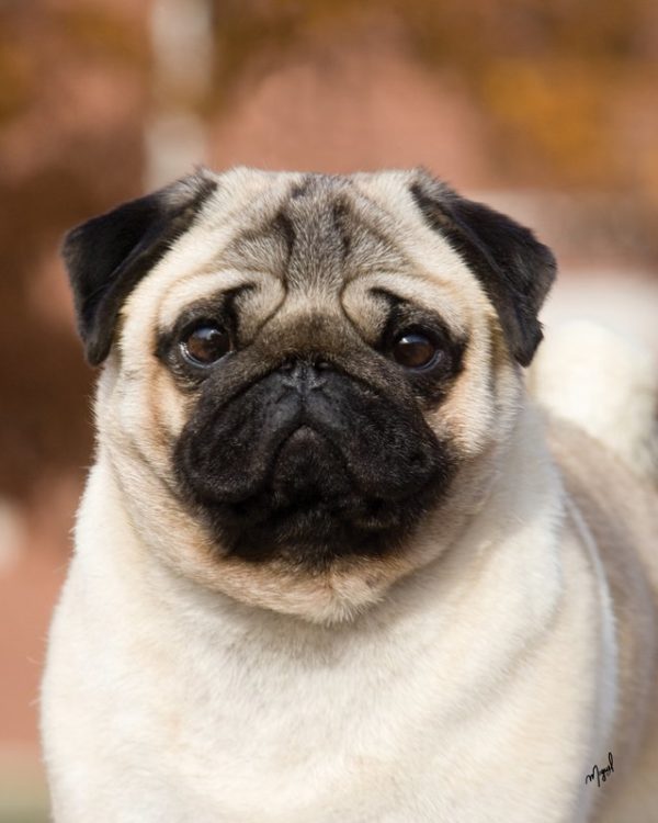 Now THIS is a Tough Breed Quiz