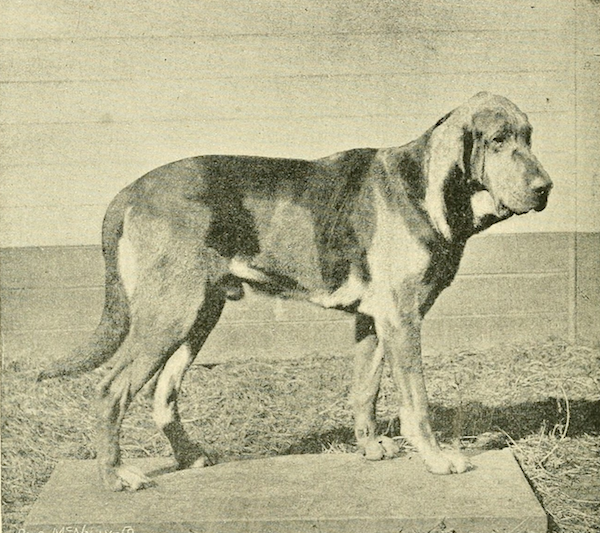 "Burgho" & "Barnaby"and Jack the Ripper