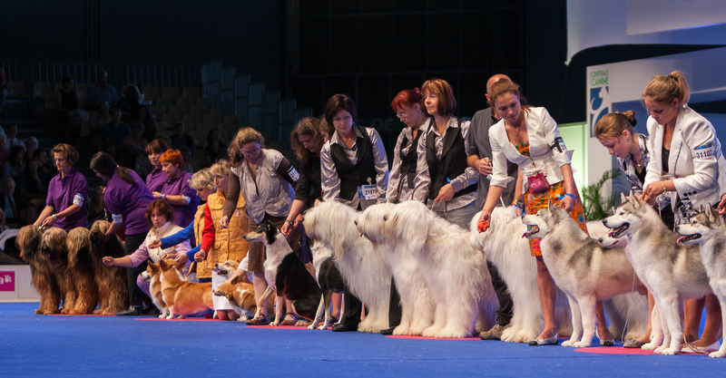 Feel Like Visiting a Museum? Go to a Dog Show