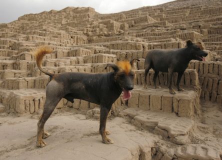 Peru's National Dog