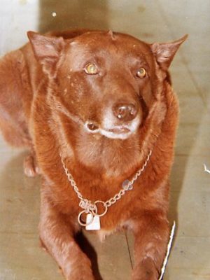 The Real "Red Dog," and the "Actor" Red Dog