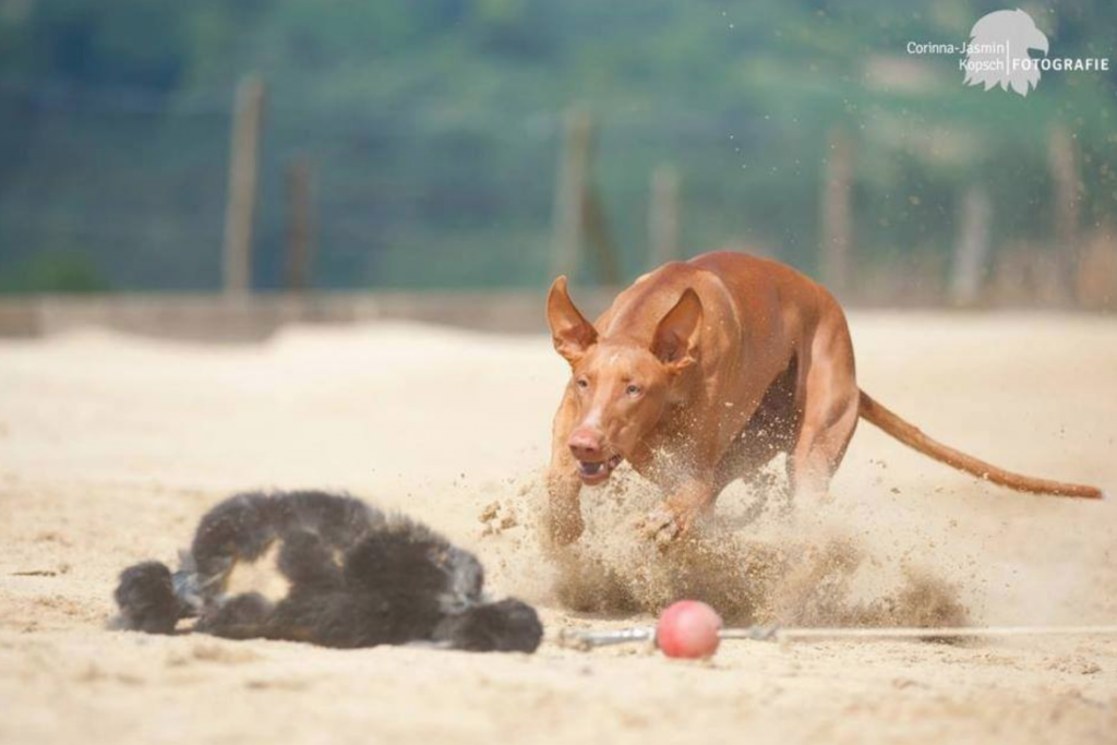 A Picture is Worth a Thousand Words. More, and You've Struck Gold