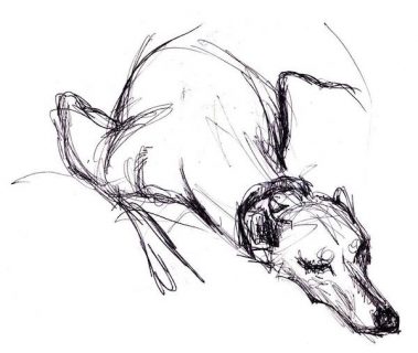 Nine Characteristics Shared by all Sighthounds