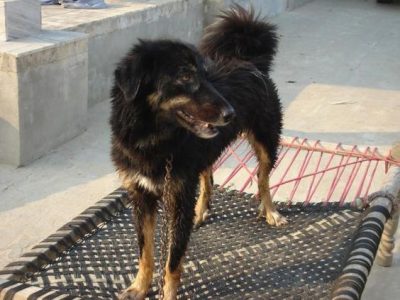 The Bisben: Breed or Landrace?