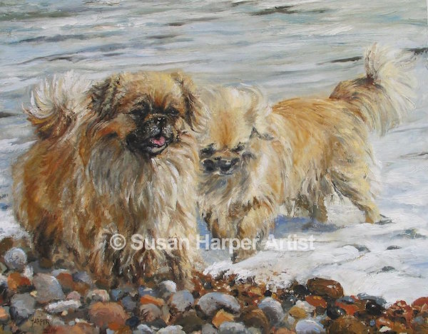 The Breed that is Part Dog, Part Cat and Part Monkey