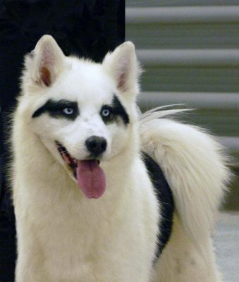 Meet the Yakutian Laika