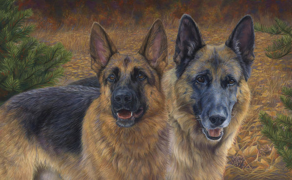 The Thuringian Shepherd - In a Breed You Love