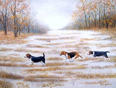 Beagle Field Trials