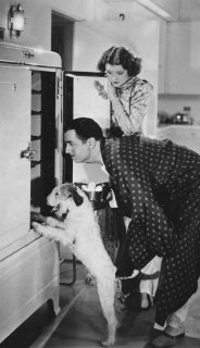 The Original "Asta," Not a Fox Terrier