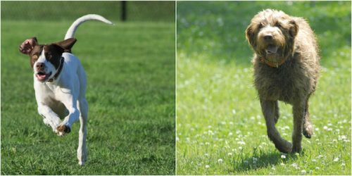 First European Gun Dog Recognized in the US?