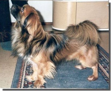 What's Wrong With This Tibetan Spaniel?