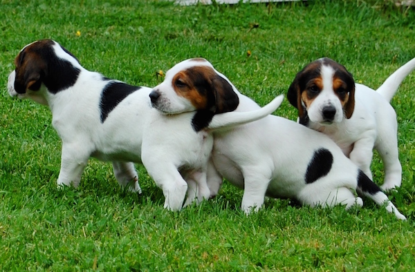 Meet FCI #267 - the Haldenstövare