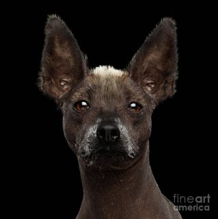 The On-and-Off (and On Again) AKC Life of the Xolo