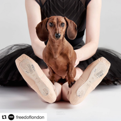 Dancers and Dogs (Don't Miss This Video!)