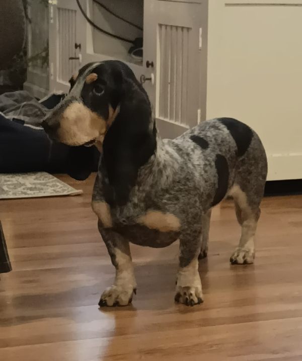 A Basset You Might Not Know