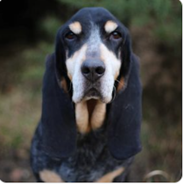 A Snippet of Basset Bleu de Gascogne History