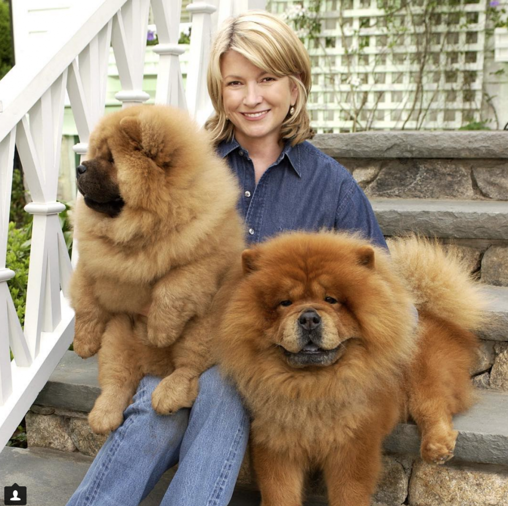 Tip #1 in Preparation for National Purebred Dog Day: Hashtags and the ...