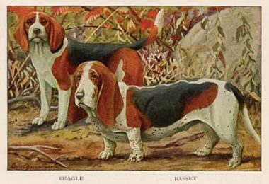 "Bench-Legged Beagles"