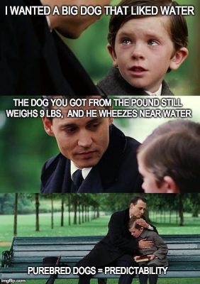 Tip #2: Memes: Preparing for National Purebred Dog Day