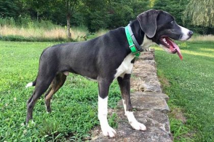 Pioneer Dog of the Southern Mountains